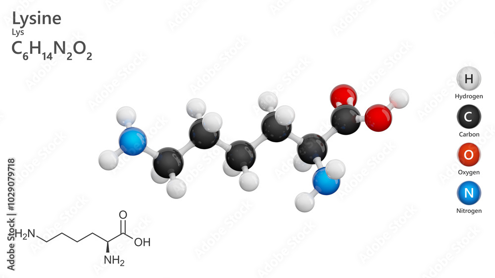 Molecule of Lysine (C6H14N2O2), is an amino acid crucial for human ...