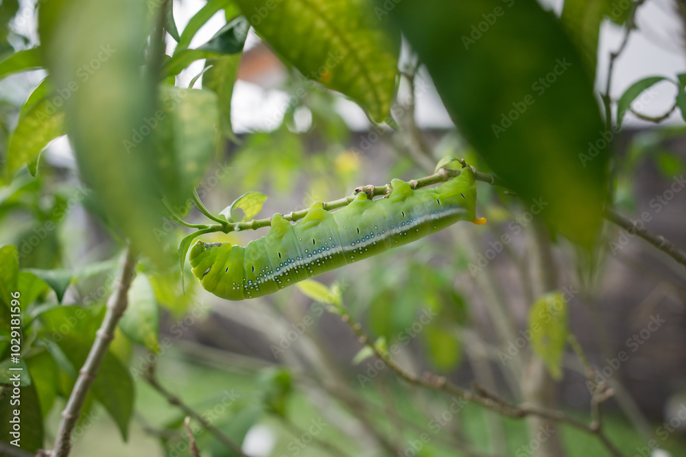 Caterpillar, Big green worm with white stripes on the side and dot ...