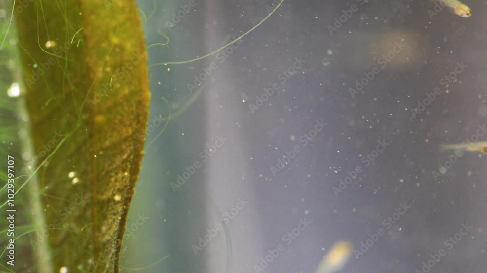 Aquarium fish fry swim near a swaying plant, looking for food ...