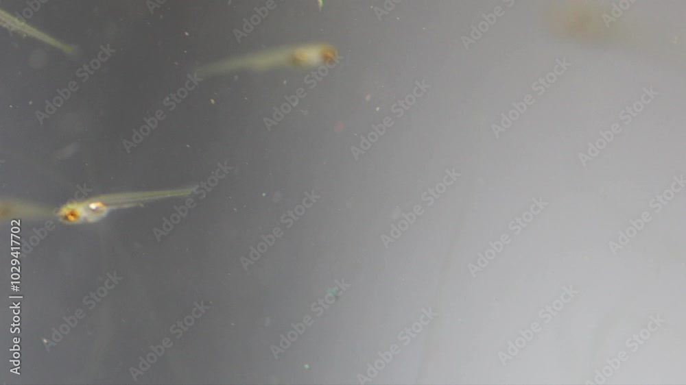 Newborn aquarium fish with translucent body learns to swim, makes ...