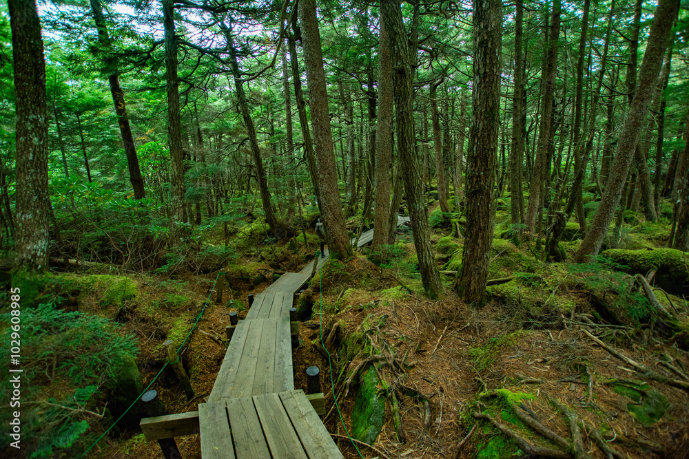 Pathway in the green forest and moss in Conservation area of Shirakoma ...