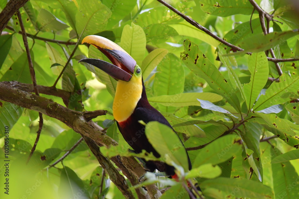 Hermosa ave costarricense en extraordinario paisaje en Costa Rica, bajo ...