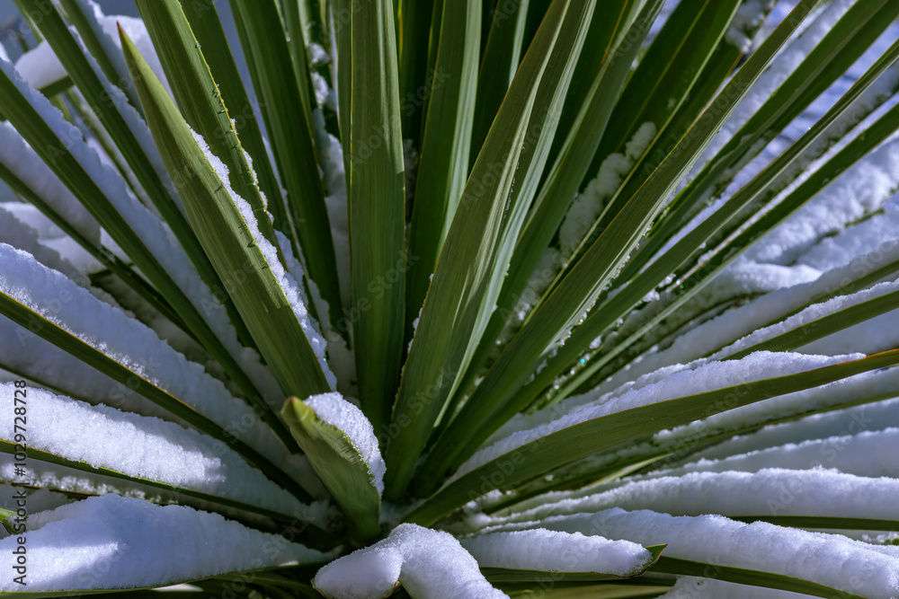 Yucca in winter under snow, close-up. Snow-covered yucca. Topic ...