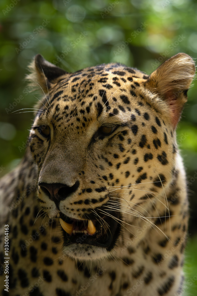 Anatolian leopard (Panthera pardus tulliana), also called Persian ...