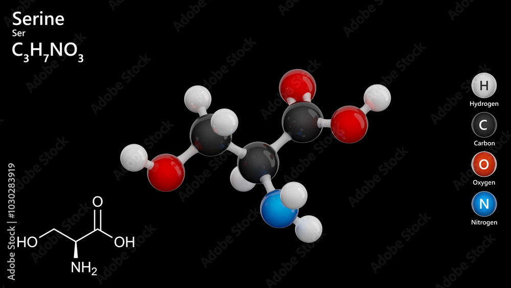 Molecule of Serine (C3H7NO3) is an amino acid vital for protein ...
