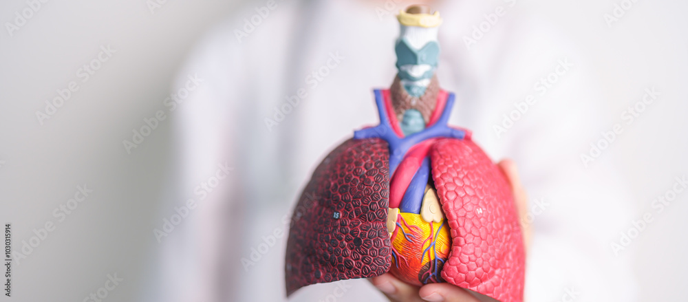 Doctor with Respiratory system anatomy for Diseases. Lung Cancer ...