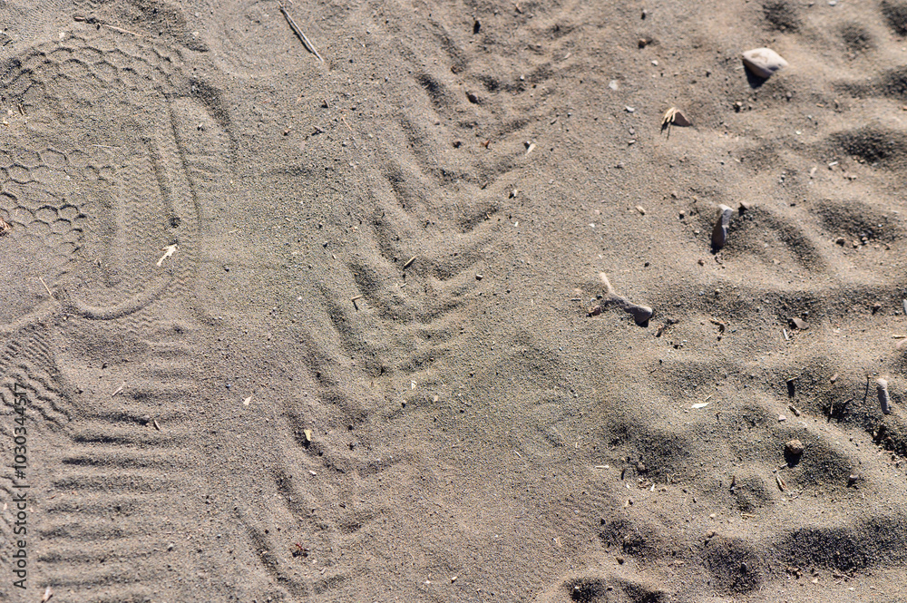 Footprints in the Soft, Golden Sand Show Glimpses of a Bustling ...