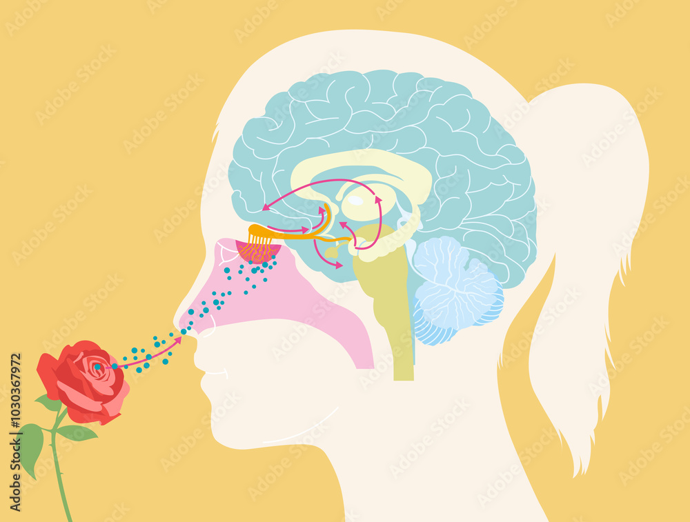 Sense of smell, anosmia, hyposmia, woman with a rose, olfactory system ...