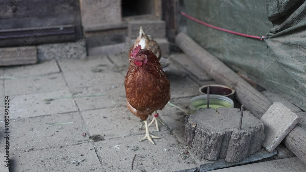 Brown hens in their pen Gallus gallus domesticus, from pecking to ...