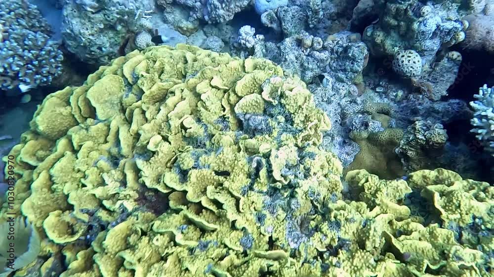 Aqaba, Jordan - 1 September 2024 : Diving in the Red Sea (Gulf of Aqaba ...