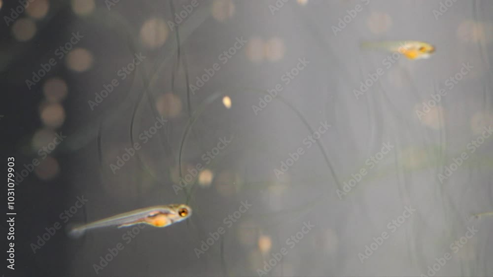 Young fish fry Danio Margaritatus, whitebait Microrasbora Galaxy eats ...