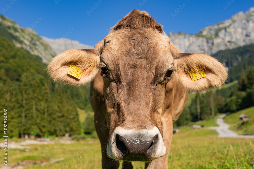 Cows on lawn. Cow grazing on meadow. Holstein cow. Eco cow farming ...