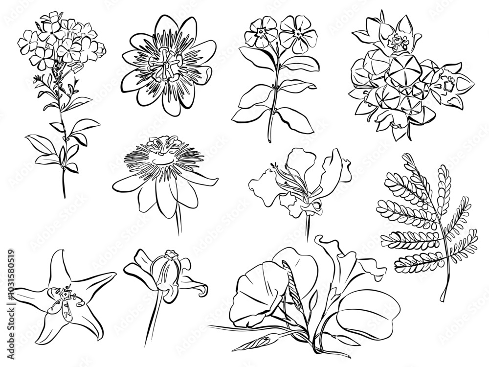 Line drawing of tropical leaves and flowers. Outline of gigantea ...