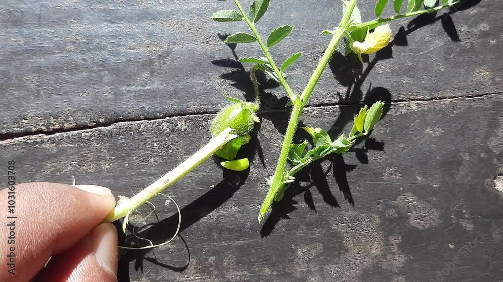 Pod borer attack on chickpea crop. Maruca vitrata is a tropical pest ...
