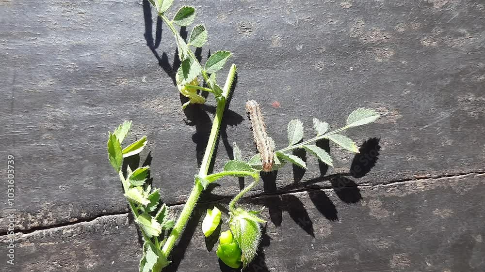 Pod borer attack on chickpea crop. Maruca vitrata is a tropical pest ...