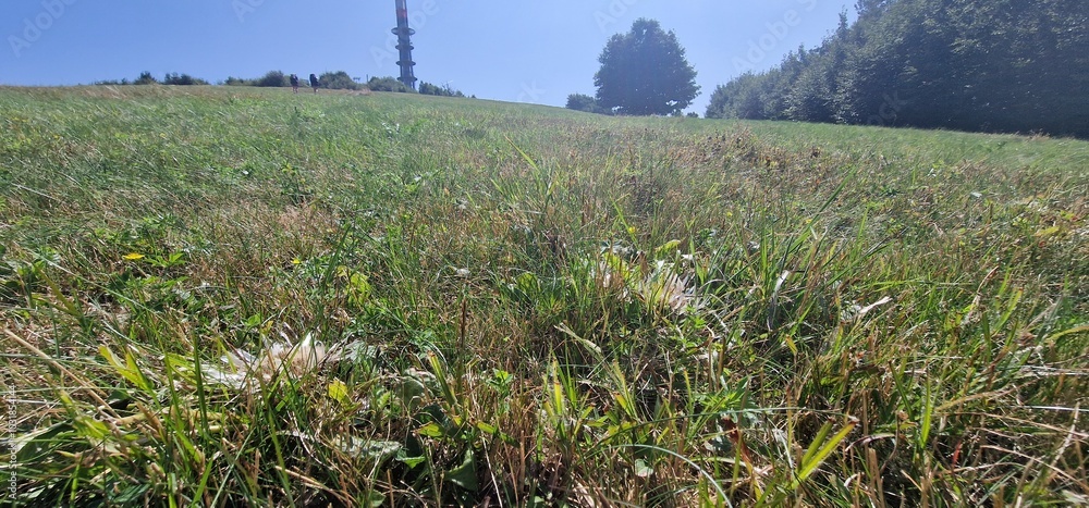 Carlina acaulis, the stemless carline thistle, dwarf carline thistle ...