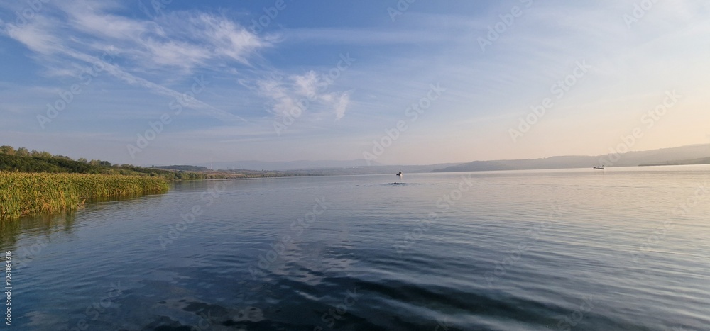 sea gulls above lake Most under the peak Hněvín with castle and lookout ...