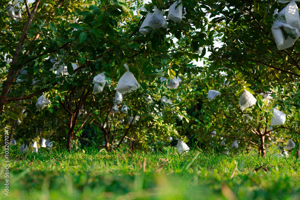 Guava fruits wrapped in plastic bags and white paper, protected from ...