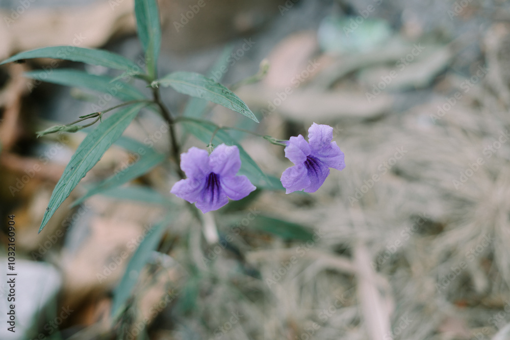 Ruellia tuberosa, also known as minnieroot, fever root, snapdragon root ...