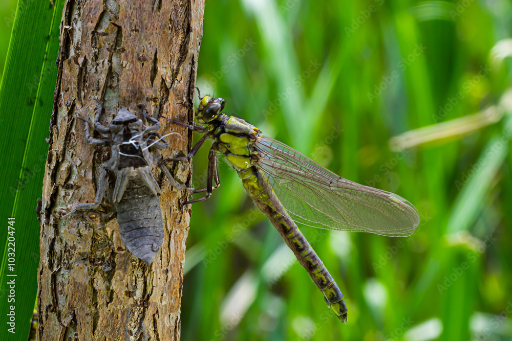 Larval dragonfly grey shell. Nymphal exuvia of Gomphus vulgatissimus ...