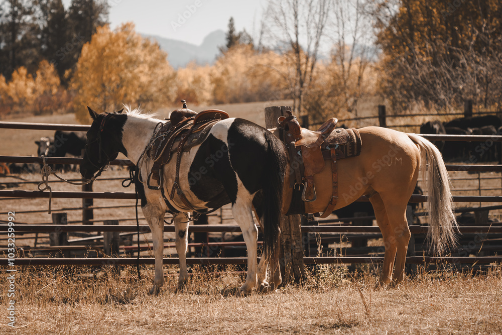 vintage imagery of horses wearing western saddles and tack standing ...