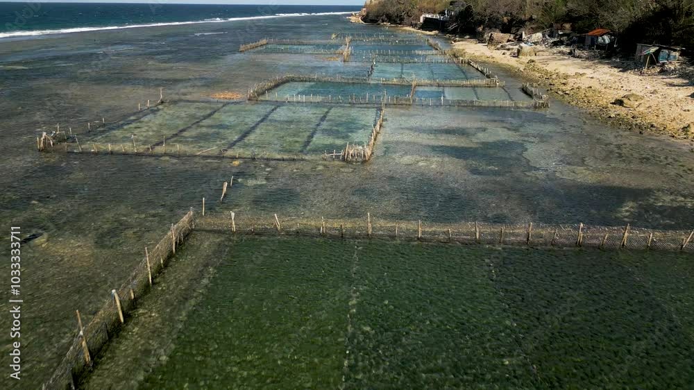 Algae seaweed plantations on the Nusa Penida island , Indonesia, top ...