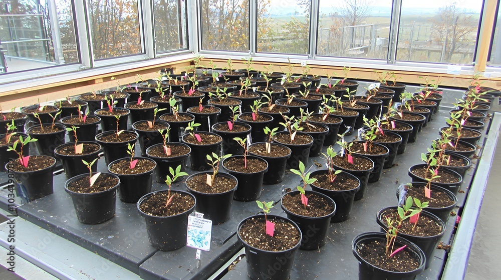 Nursery Seedlings: Rows of neatly planted tree seedlings in a nursery ...