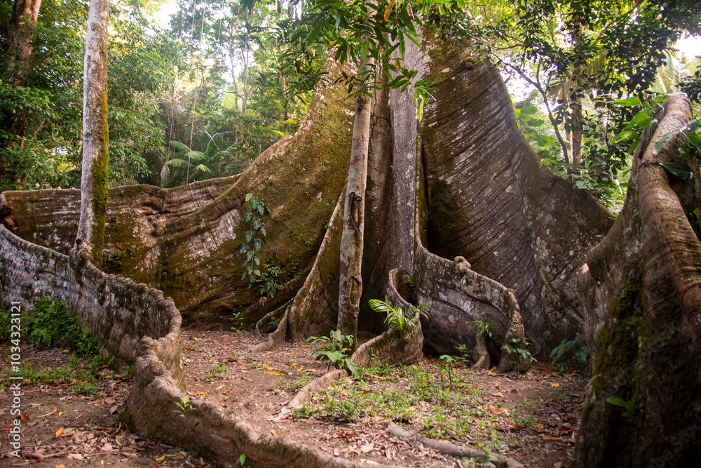 Poster Samaúma, ou Sumaúma, a grande árvore da Floresta Amazônica ...