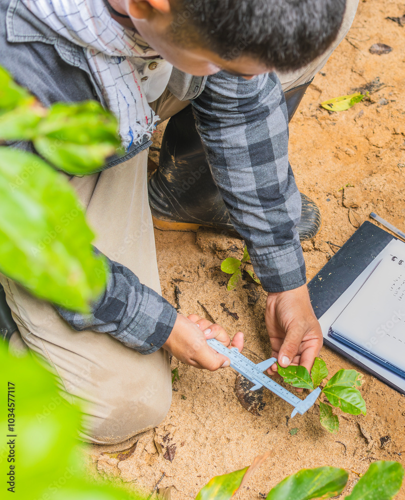 A vertical shot of a biologist measuring small plants with a caliper ...