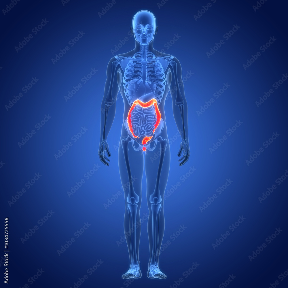 Human Digestive System Large Intestine Anatomy Stock Illustration ...