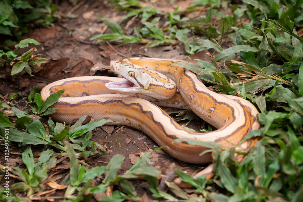 Reticulatus python morph albino motley orange glow, Reticulatus python ...