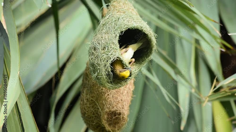 Baya Weaver males weave the pendulous retort shaped nests , with a ...
