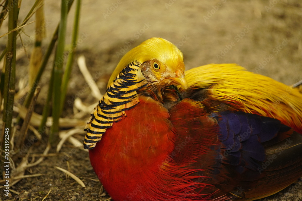 The golden pheasant (Chrysolophus pictus), also known as the Chinese ...