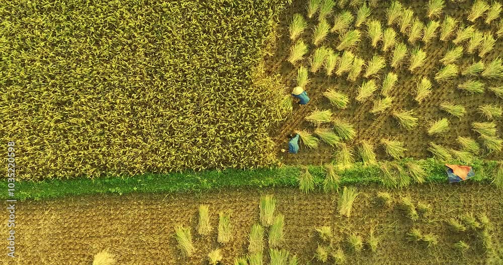 A view from above of golden-yellow rice fields planted in terraced rows ...