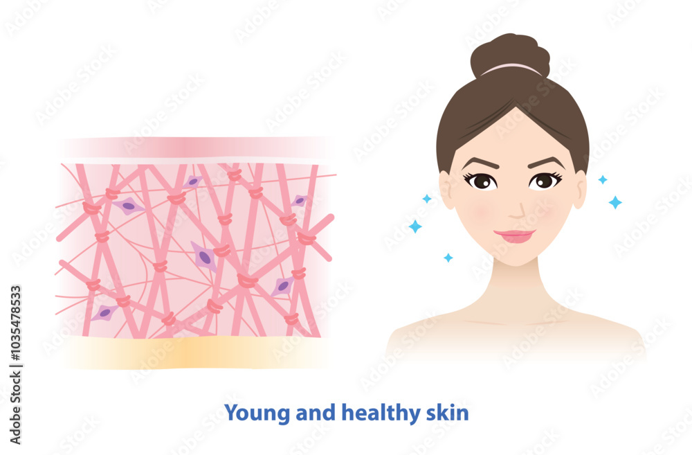 The young woman with radiant and smooth skin vector on white background ...