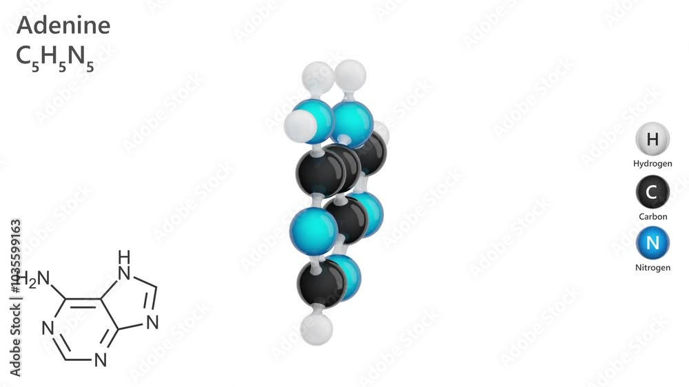 Molecule of Adenine (C5H5N5), is a purine base essential for DNA and ...