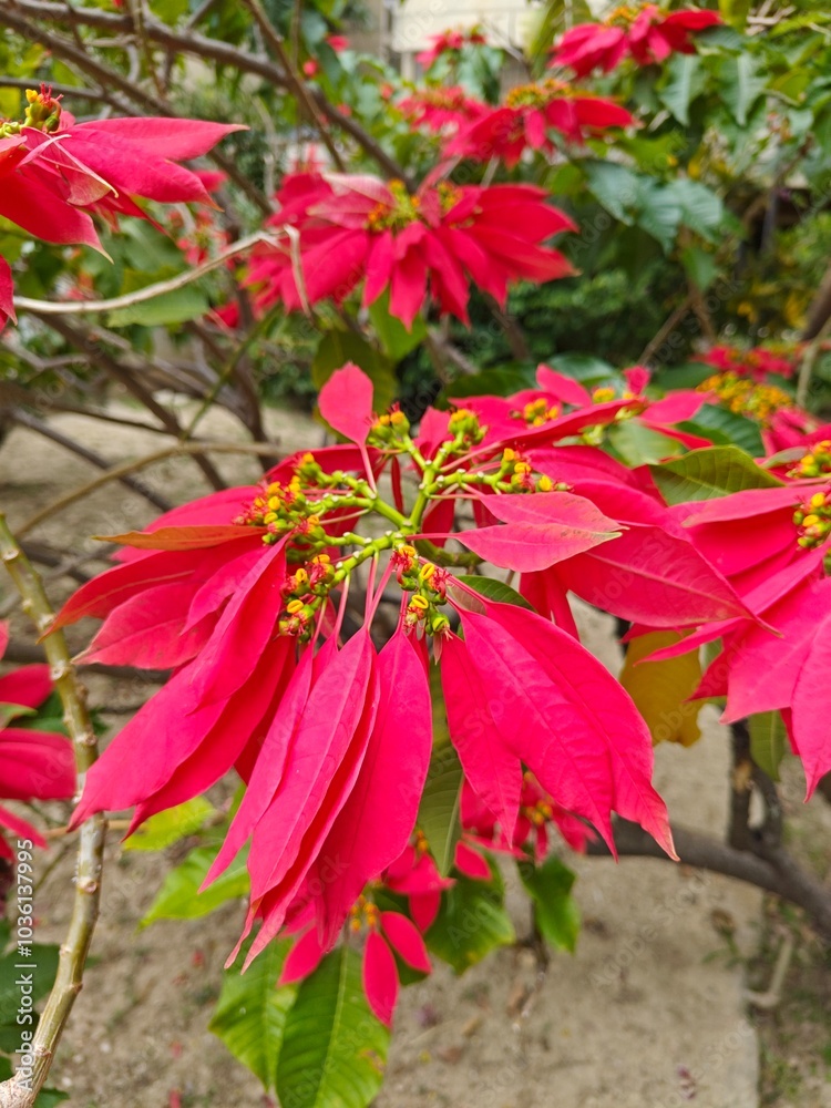 Flor roja en jardinera conocida como flor de navidad, flor de fuego ...