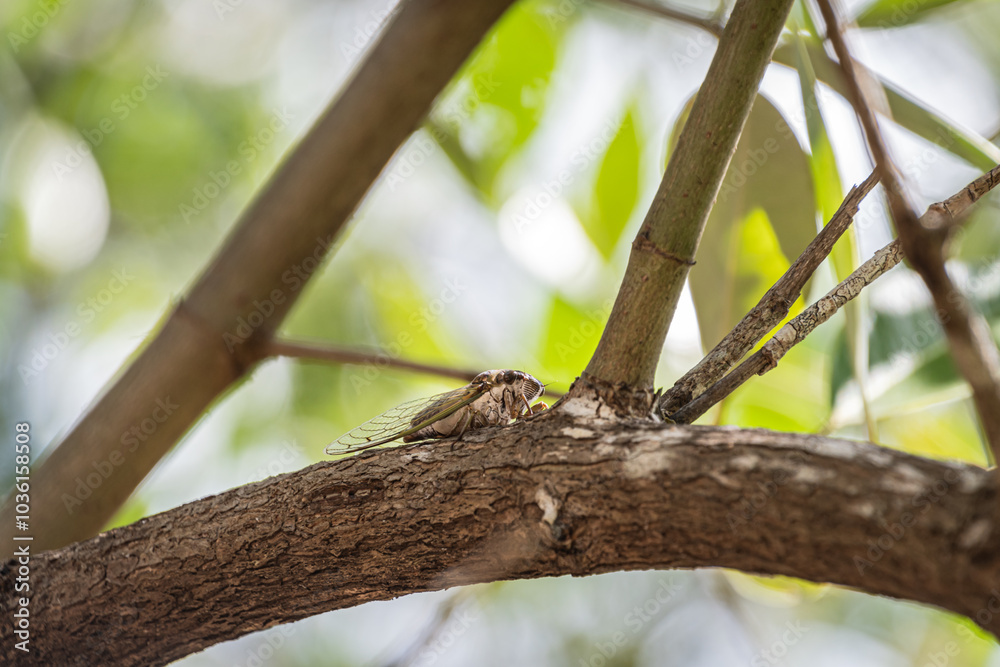 The cycadids (Cicadidae), commonly known as cicadas, are a family of ...