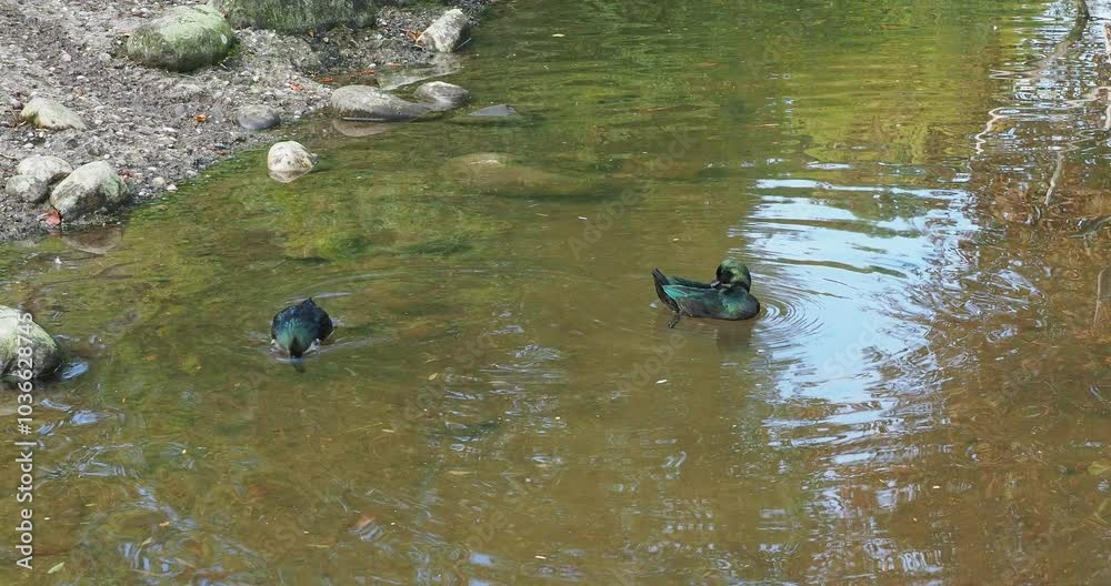 Bantam duck breed. A pair of rare Labrador ducks or black east indian ...