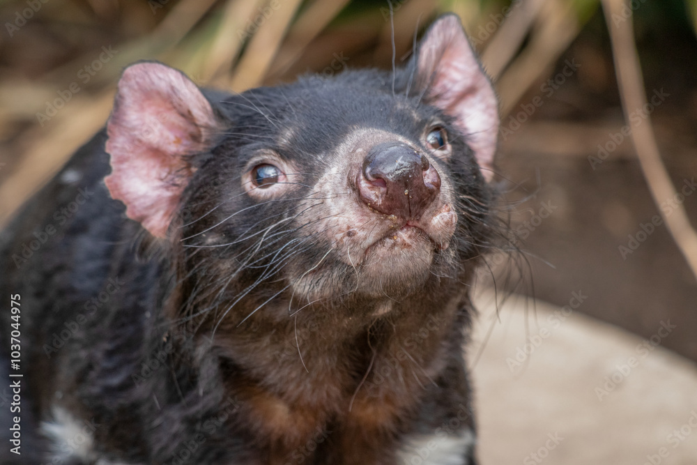 Tasmanian devil (Sarcophilus harrisii) ,Sarcophilus harrisii,Tasmanian ...