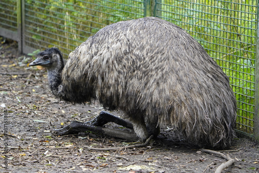 The emu (Dromaius novaehollandiae) is a species of flightless bird ...