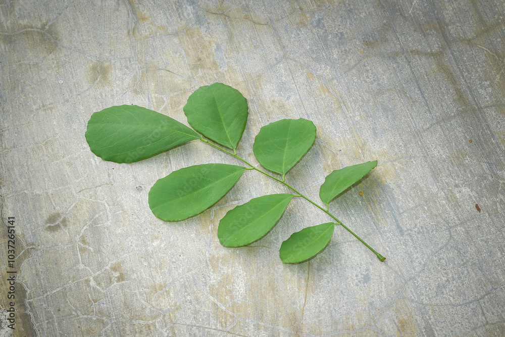 Sono keling leaf, Indian rosewood, Bombay blackwood, Javanese ...