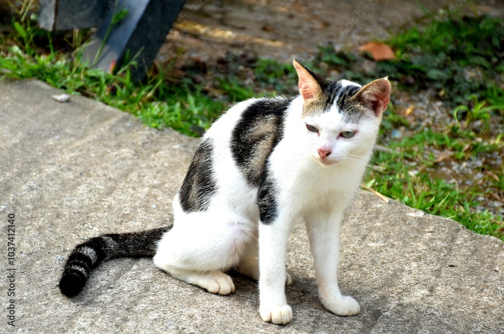 hungry stray cat sitting quietly outdoors in the gentle glow of the ...