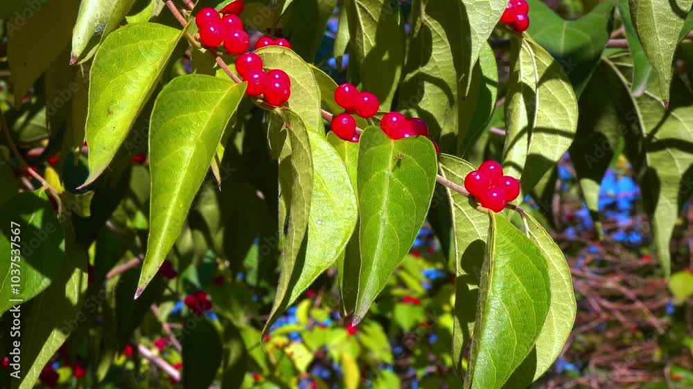 Amur honeysuckle Lonicera sp., red berries on a tree against the ...