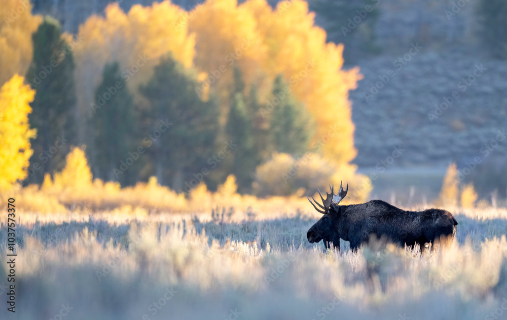 The moose or elk (Alces alces) is the world's tallest, largest, and ...