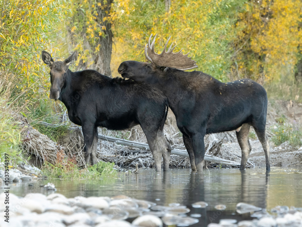 The moose or elk (Alces alces) is the world's tallest, largest, and ...