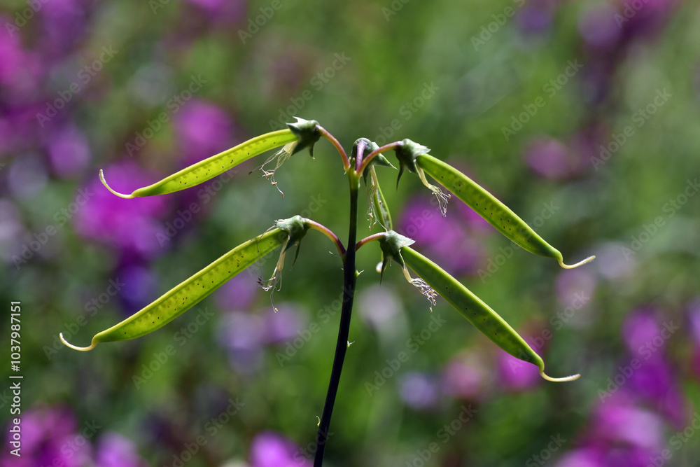 Pods (legumes) of the perennial peavine (Lathyrus latifolius) Stock ...