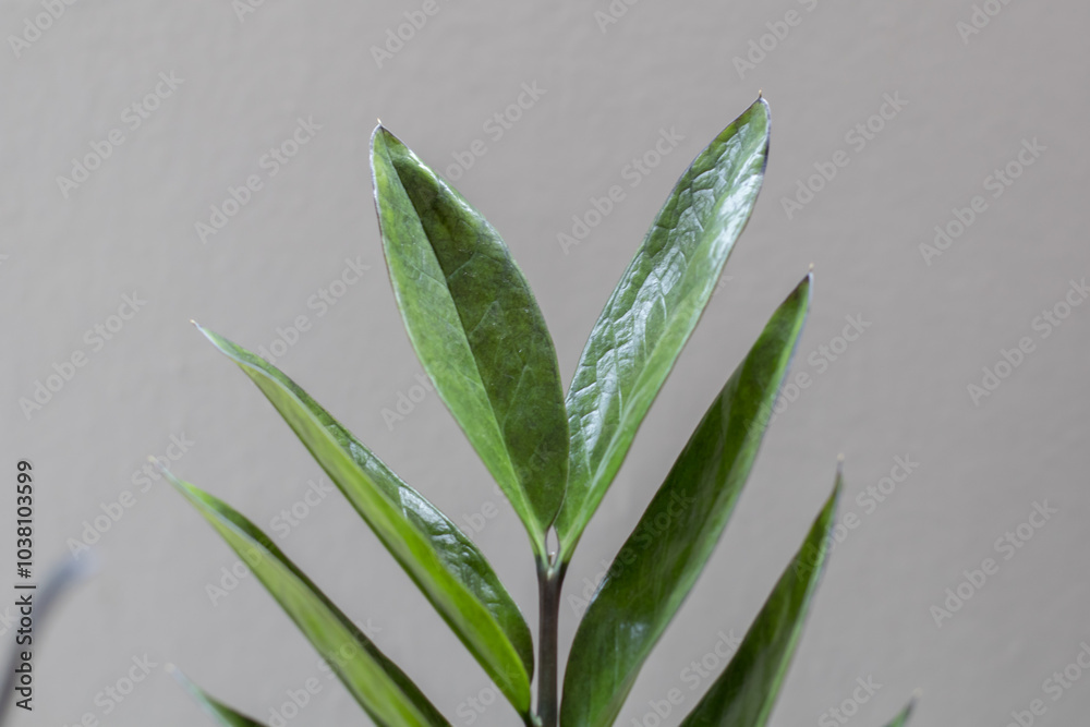 Close up of green leaves on a blurred background, Zamioculcas ...