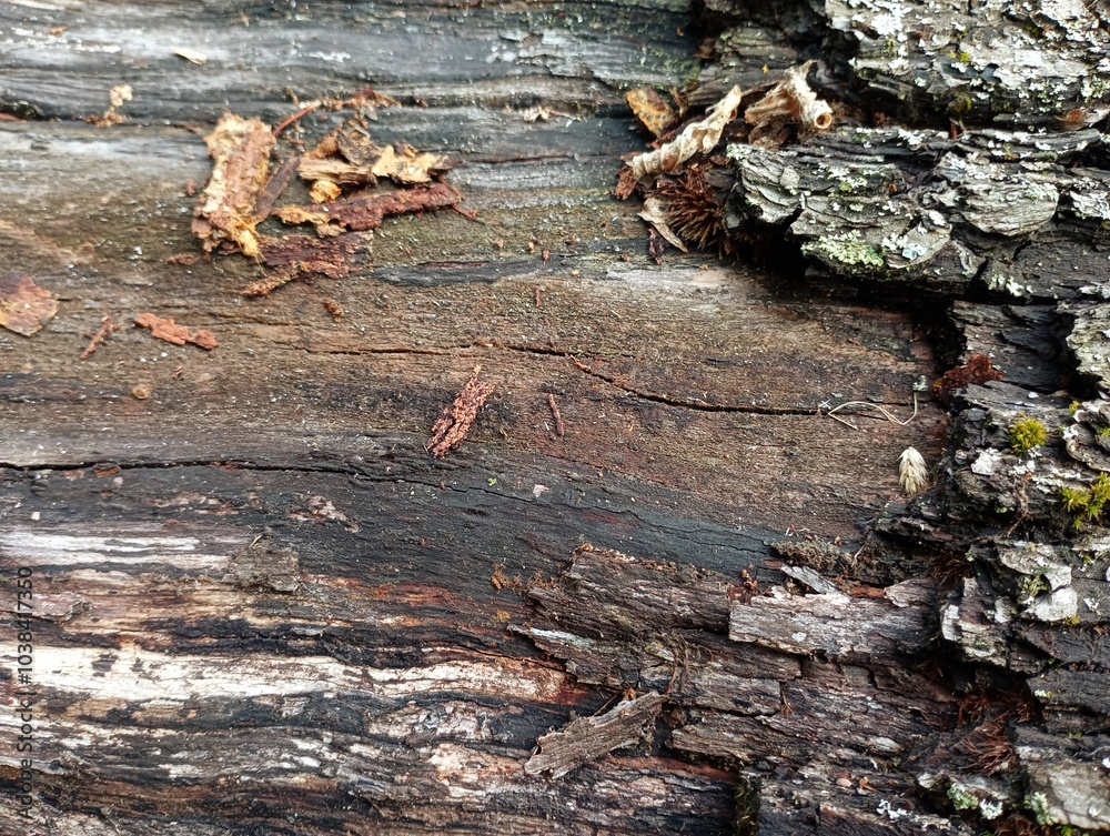 Wood texture. An old oak log with wood stripped of the bark. Wood log ...