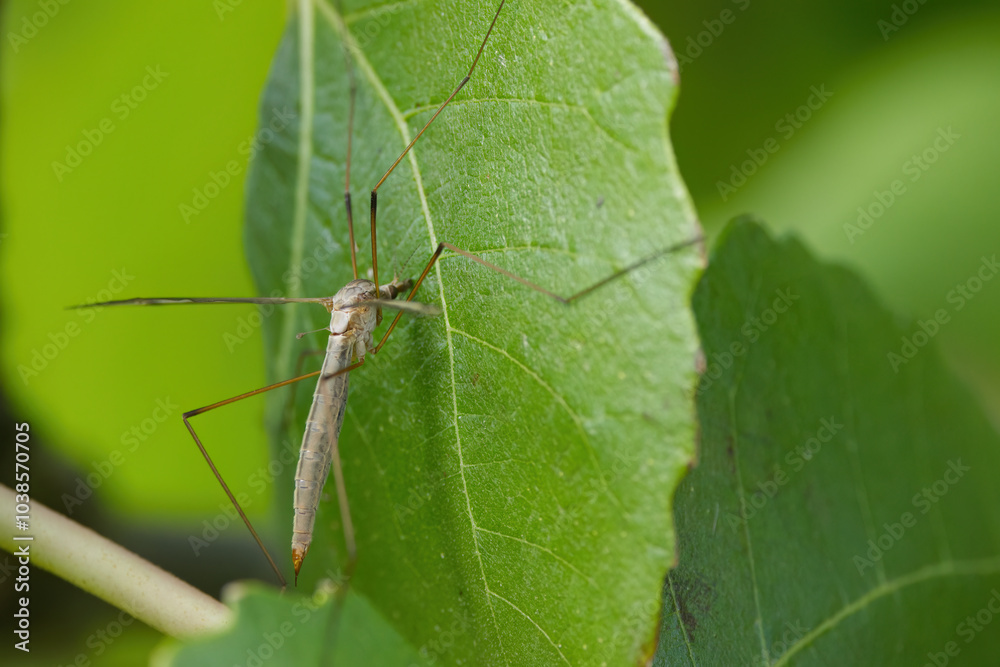Tipulidae on a fig leaf, stilt midge, mosquito, giant mosquito on fig ...
